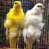 ORDER | Lee's Exotic Birds