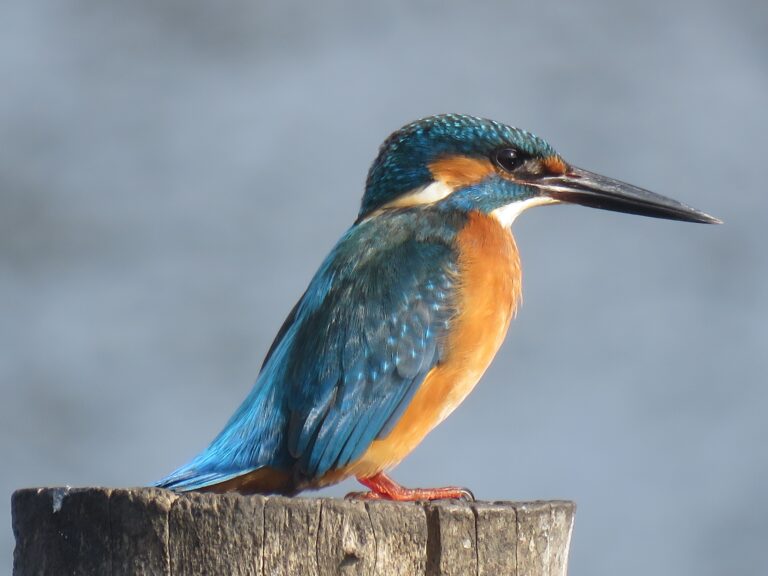 UPCOMING BIRD SHOWS | Lee's Exotic Birds