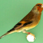 European Goldfinch x Canary Hybrid | Lee's Exotic Birds