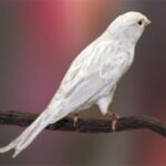 Canaries | Lee's Exotic Birds