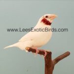 Finches | Lee's Exotic Birds