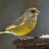 Finches | Lee's Exotic Birds