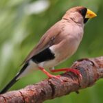 Finches | Lee's Exotic Birds